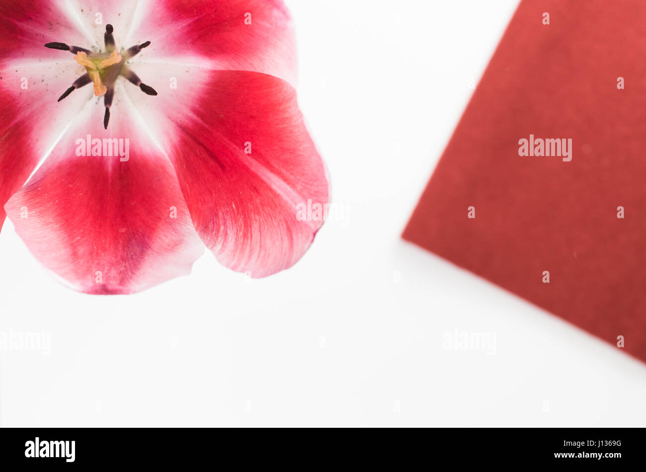 red tulip floral backdrop - top view white background Stock Photo - Alamy