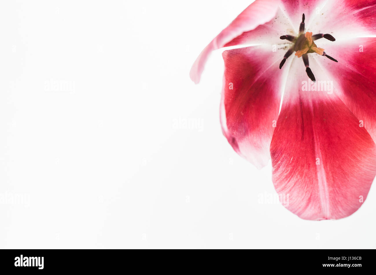 red tulip floral backdrop - top view white background Stock Photo - Alamy