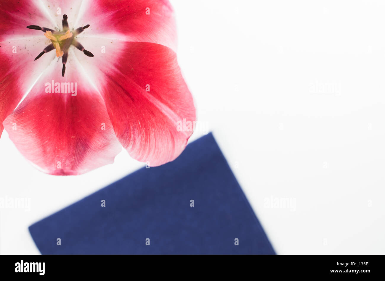 red tulip floral backdrop - top view white background Stock Photo - Alamy