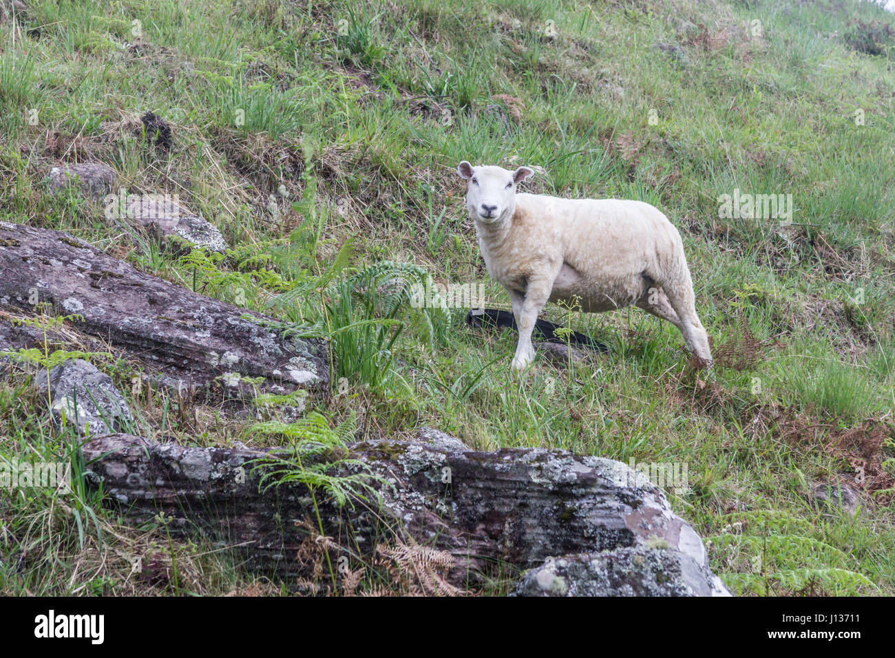Sheep on a hill in a farm, Cambara do Sul, Rio Grande do Sul, Brazil ...