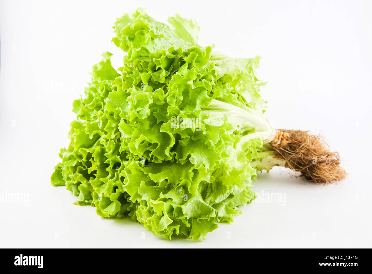 Romaine lettuce (Lactuca sativa) isolated in white background Stock Photo - Alamy