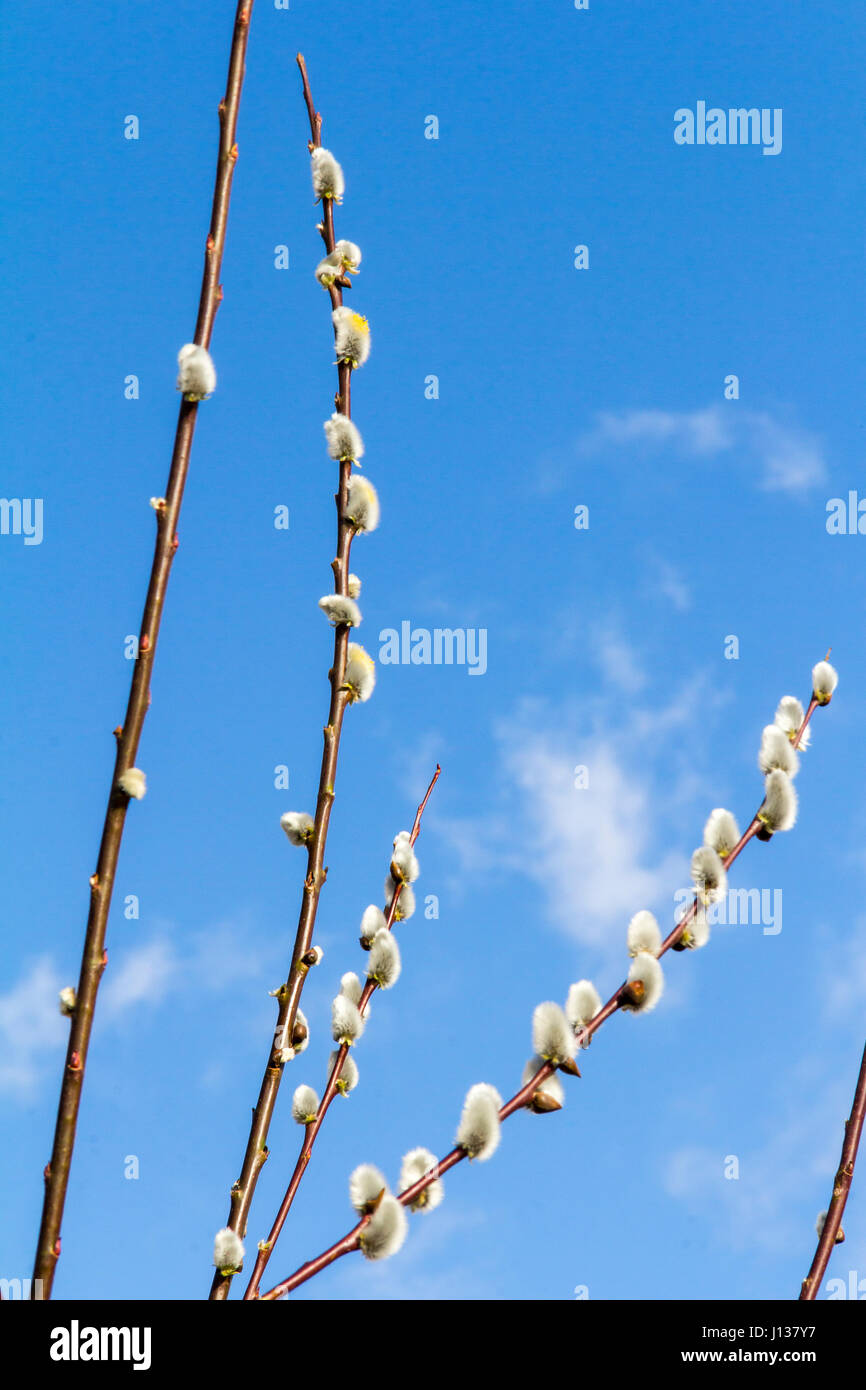 some twigs with catkins in front of blue sky Stock Photo - Alamy