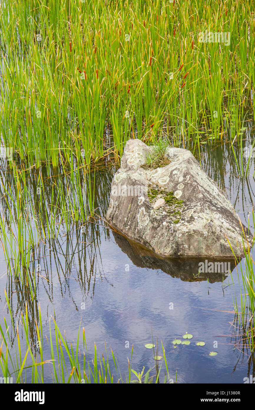 Rock and Water plant in a Lake in an Old Stone quarry in Morro do ...