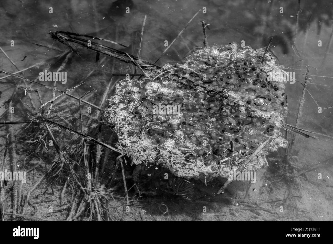 Wildlife pond frog Black and White Stock Photos & Images - Alamy