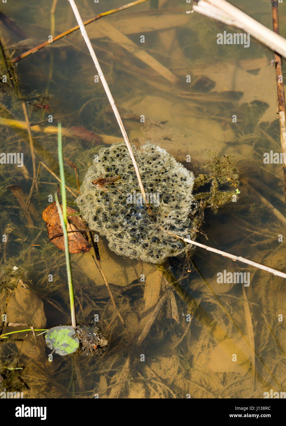 Frog nest floating in a pond Stock Photo - Alamy