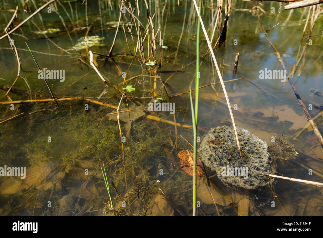 Frog nest floating in a pond Stock Photo - Alamy