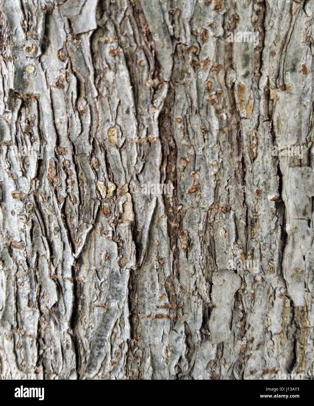 Texture of tree trunk Stock Photo - Alamy