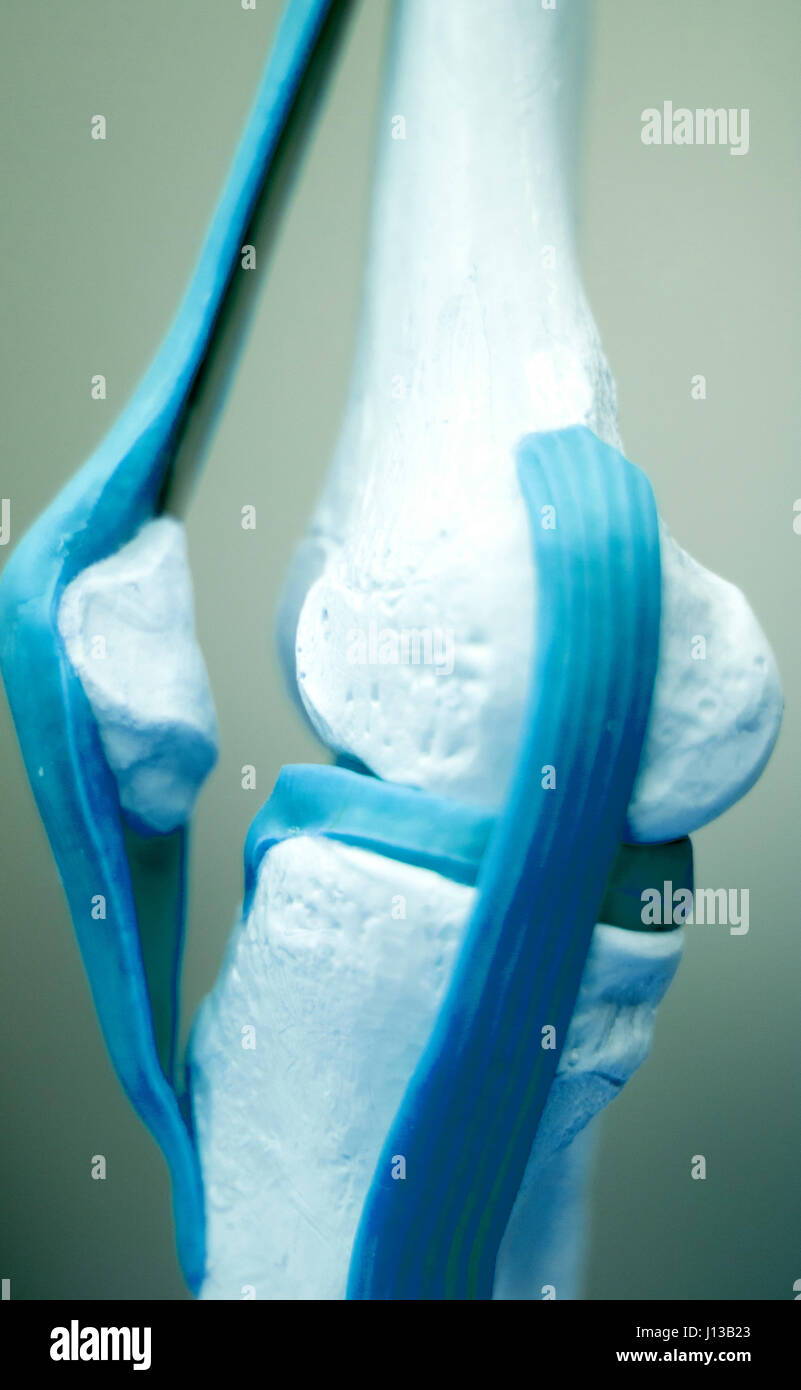 Knee and meniscus medical study student anatomy model showing bones ...