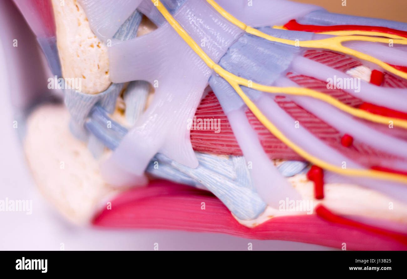 Foot medical study student anatomy model showing bones, toes, tendons ...