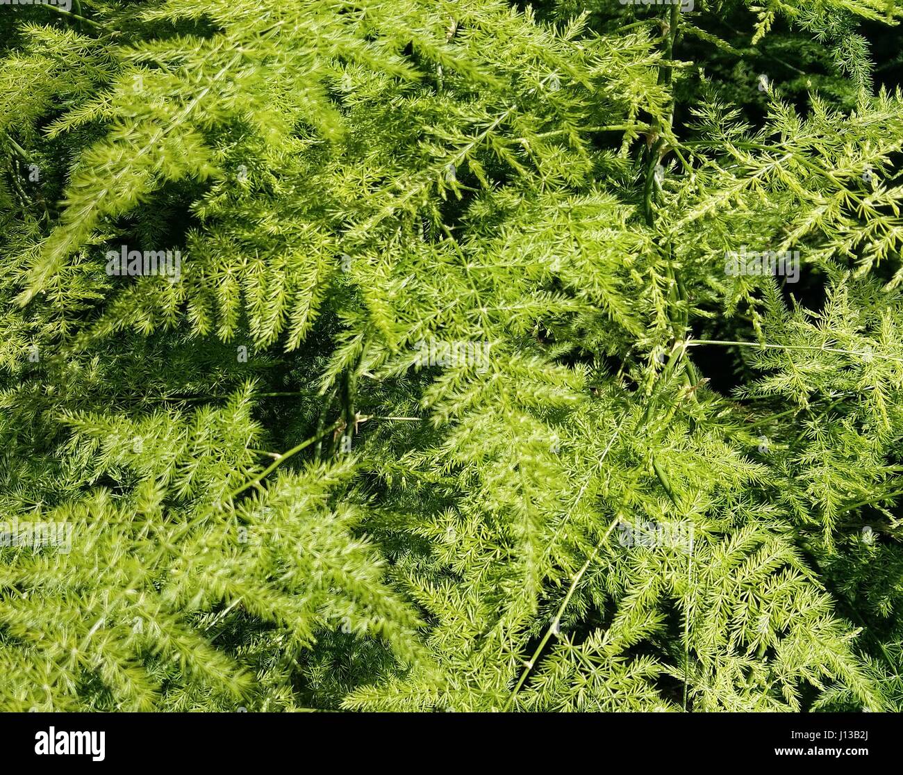 Texture of plant Stock Photo - Alamy