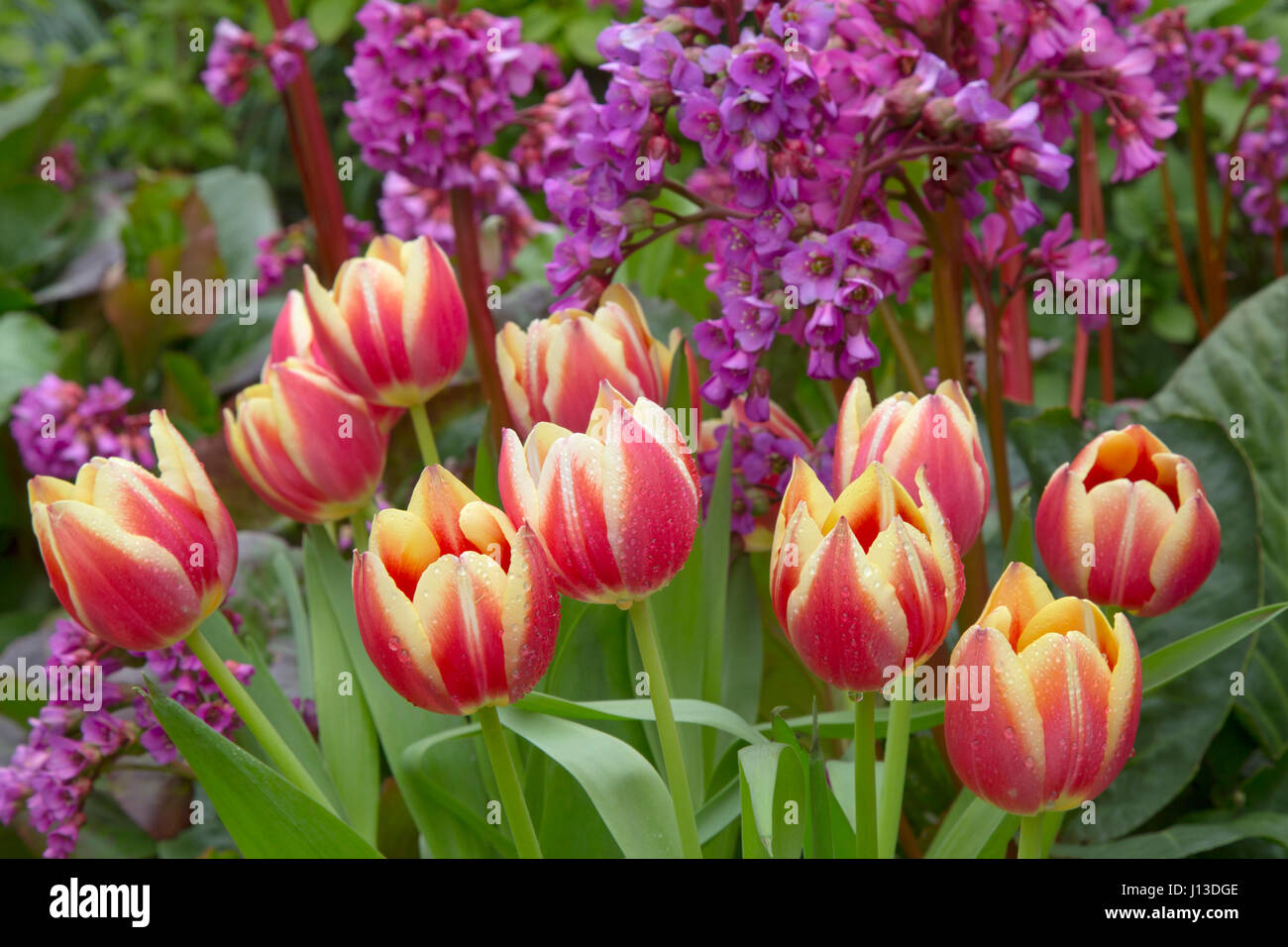 Tulip varieties in garden setting with Elephants ear flowers Spring ...