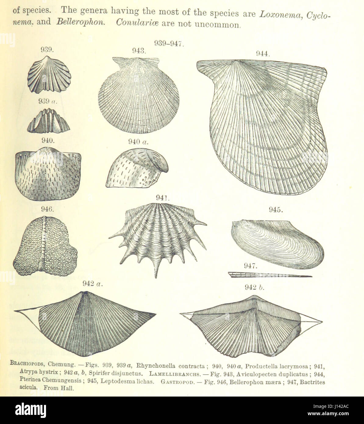 This revised edition of the 'Manual of Geology' covers the principles ...