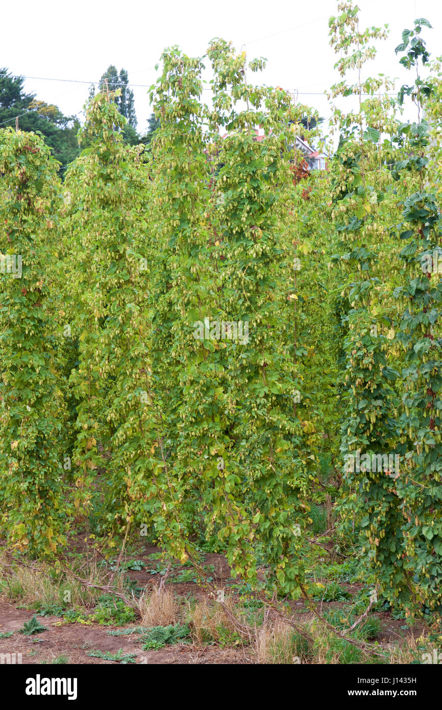 Row of hops hi-res stock photography and images - Alamy