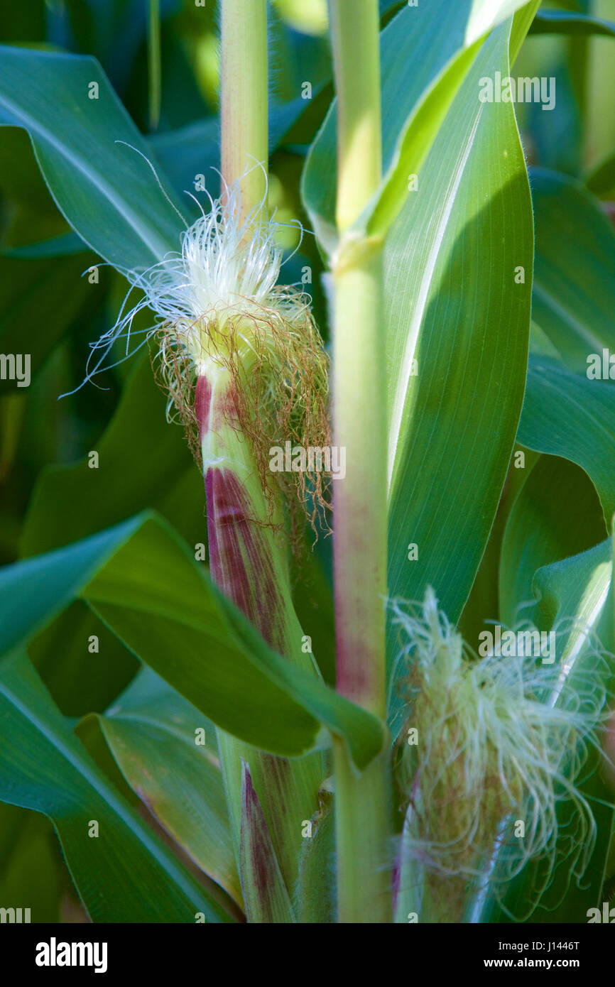 Corn cobs growing in a garden Stock Photo - Alamy