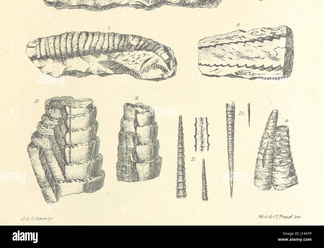 'Siluria' explores the history of the ancient Silurian period, focusing ...