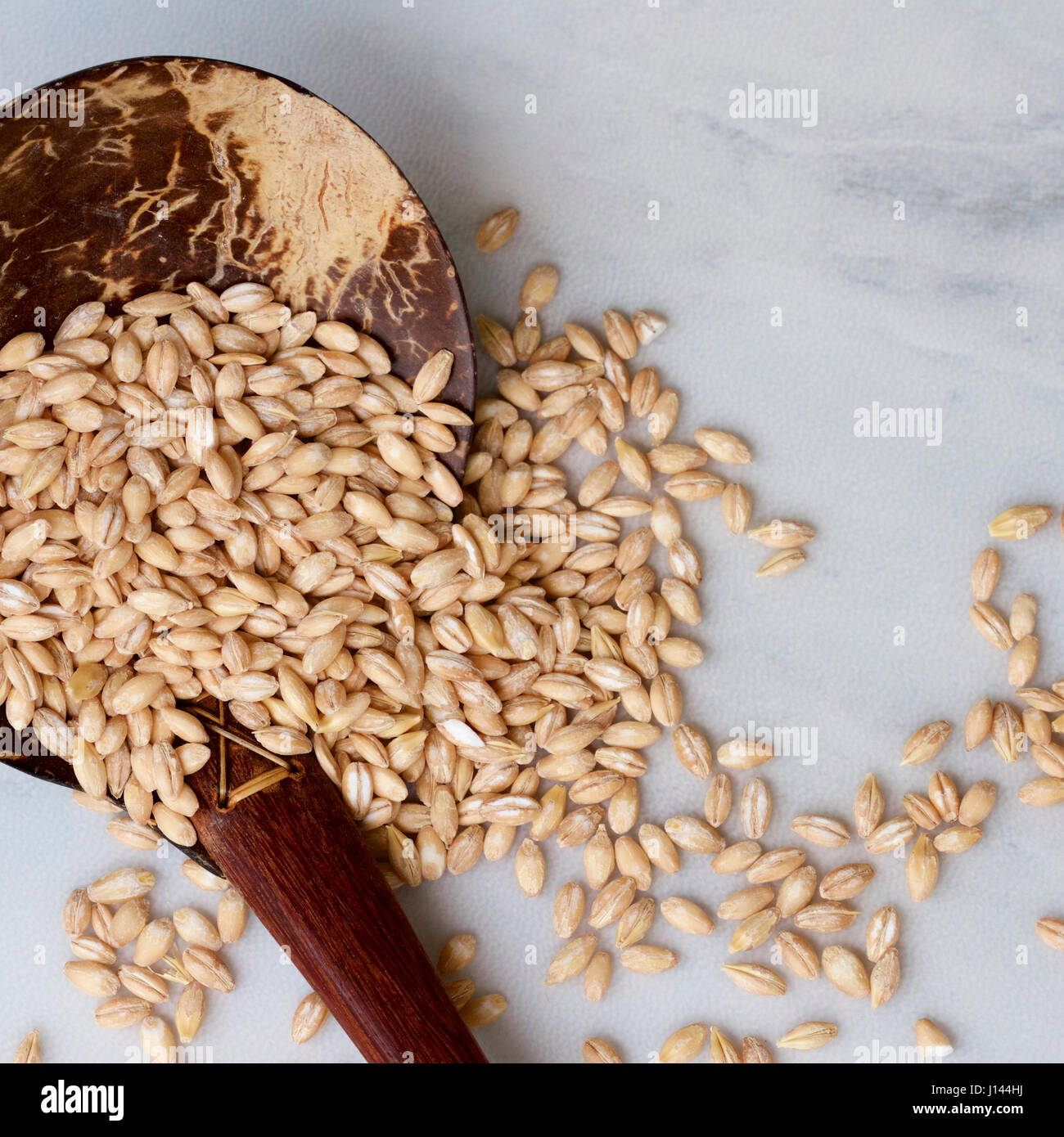 Pearl barley grain in a tortoise shell spoon Stock Photo - Alamy