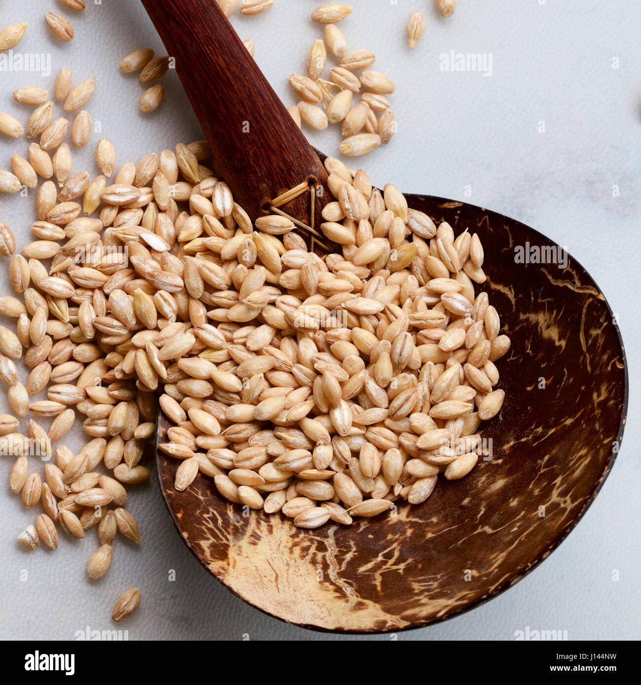 Pearl barley grain in a tortoise shell spoon Stock Photo - Alamy