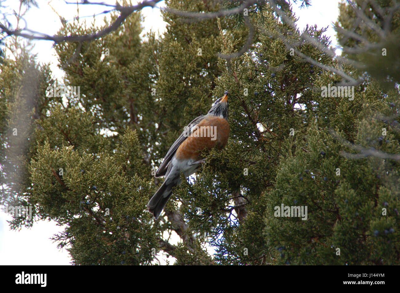 bird in a tree Stock Photo - Alamy