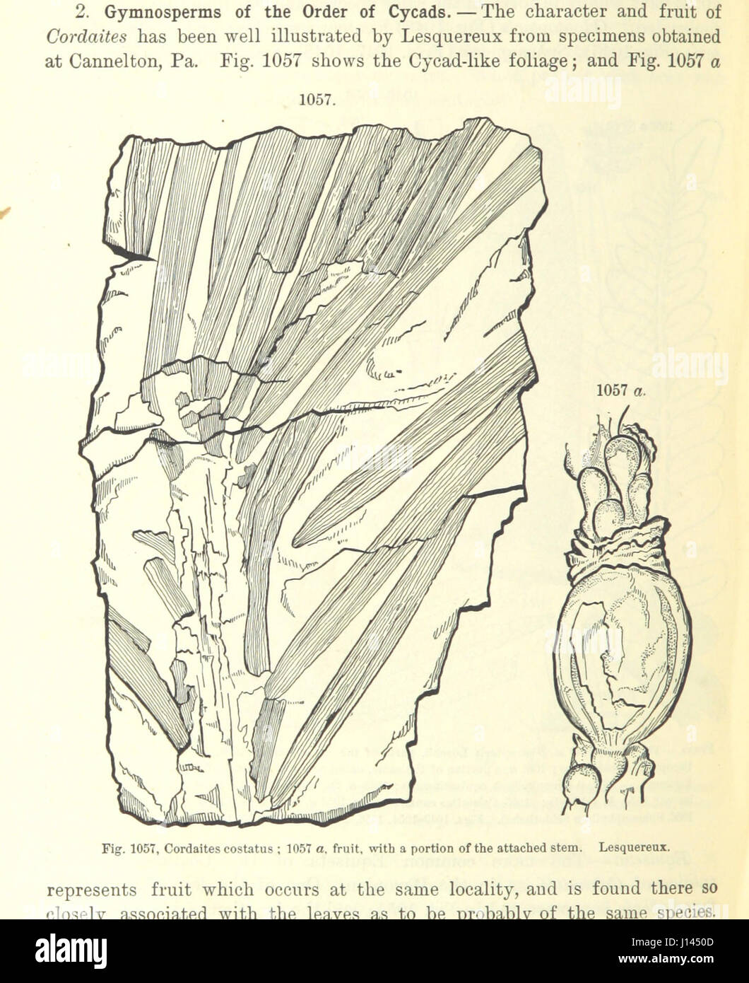 The 'Manual of Geology' is a comprehensive guide to geological ...