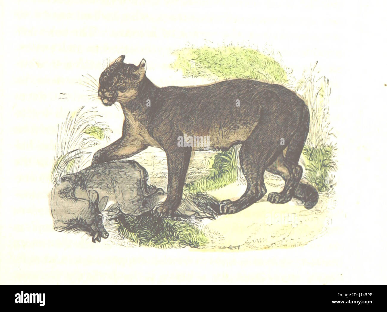 The Indian Races of North and South America ... With numerous ...