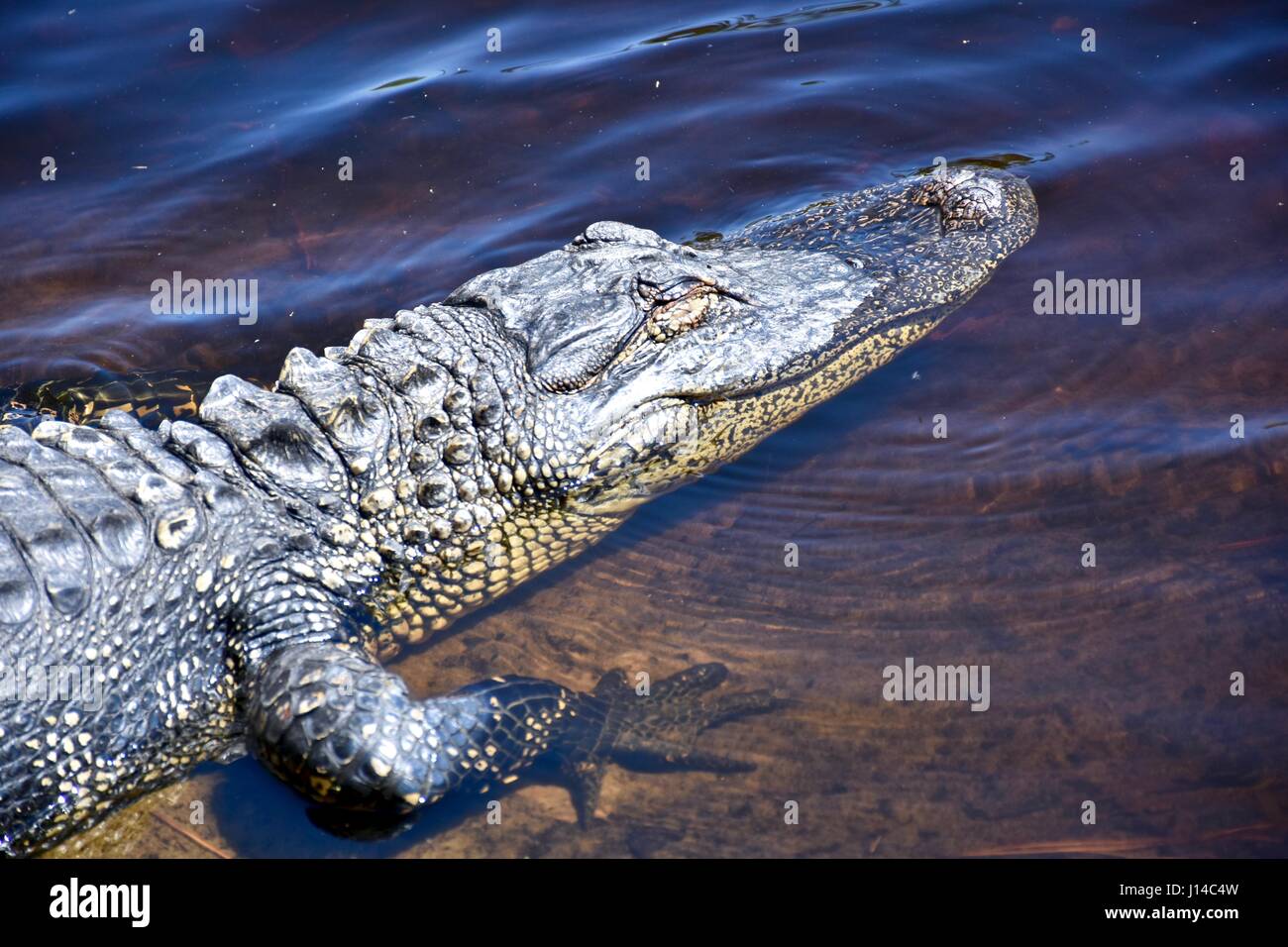 American alligator (Alligator) basking in the sun on the edge of a ...