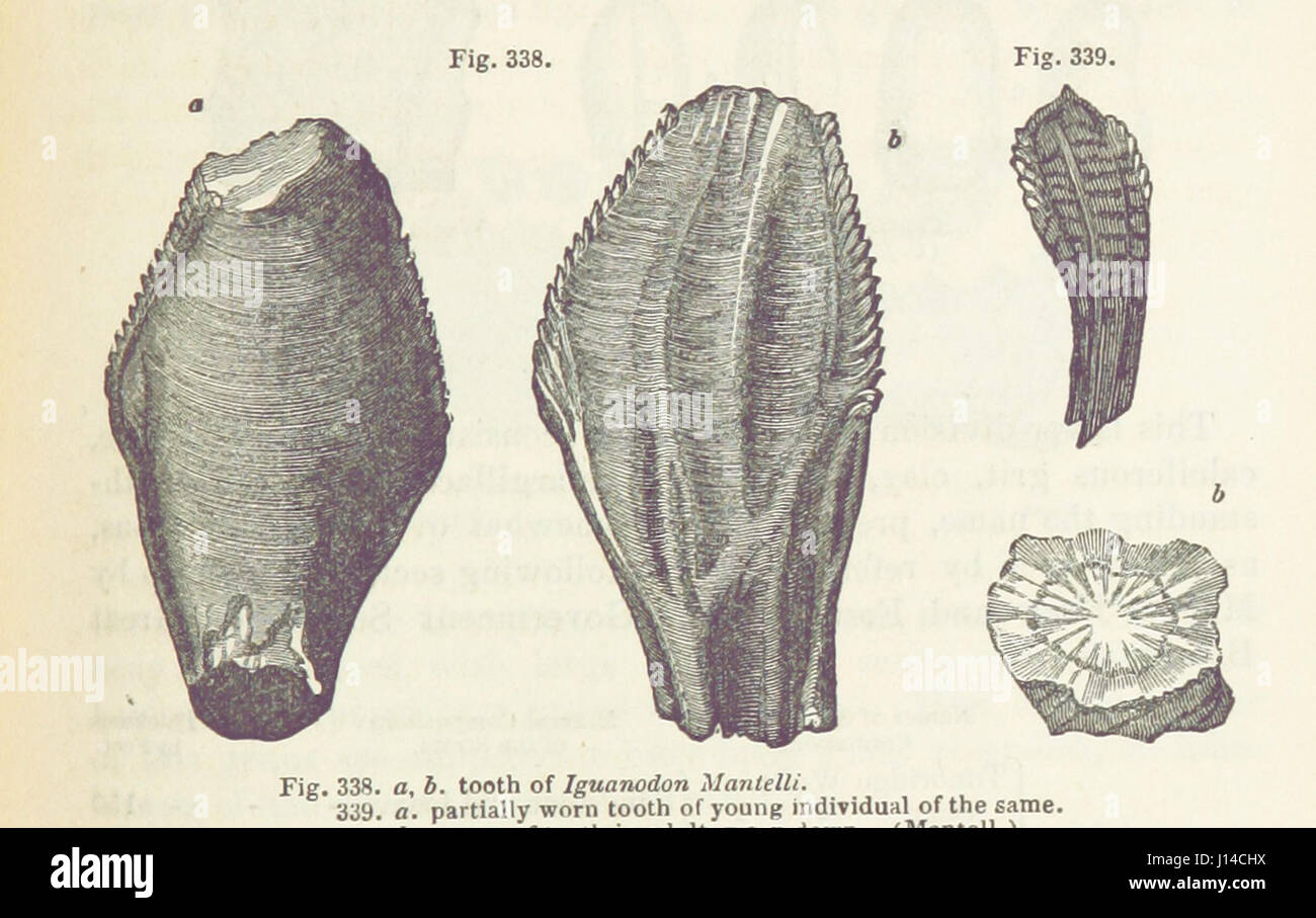 Elements of Geology ... Sixth edition, greatly enlarged and illustrated ...