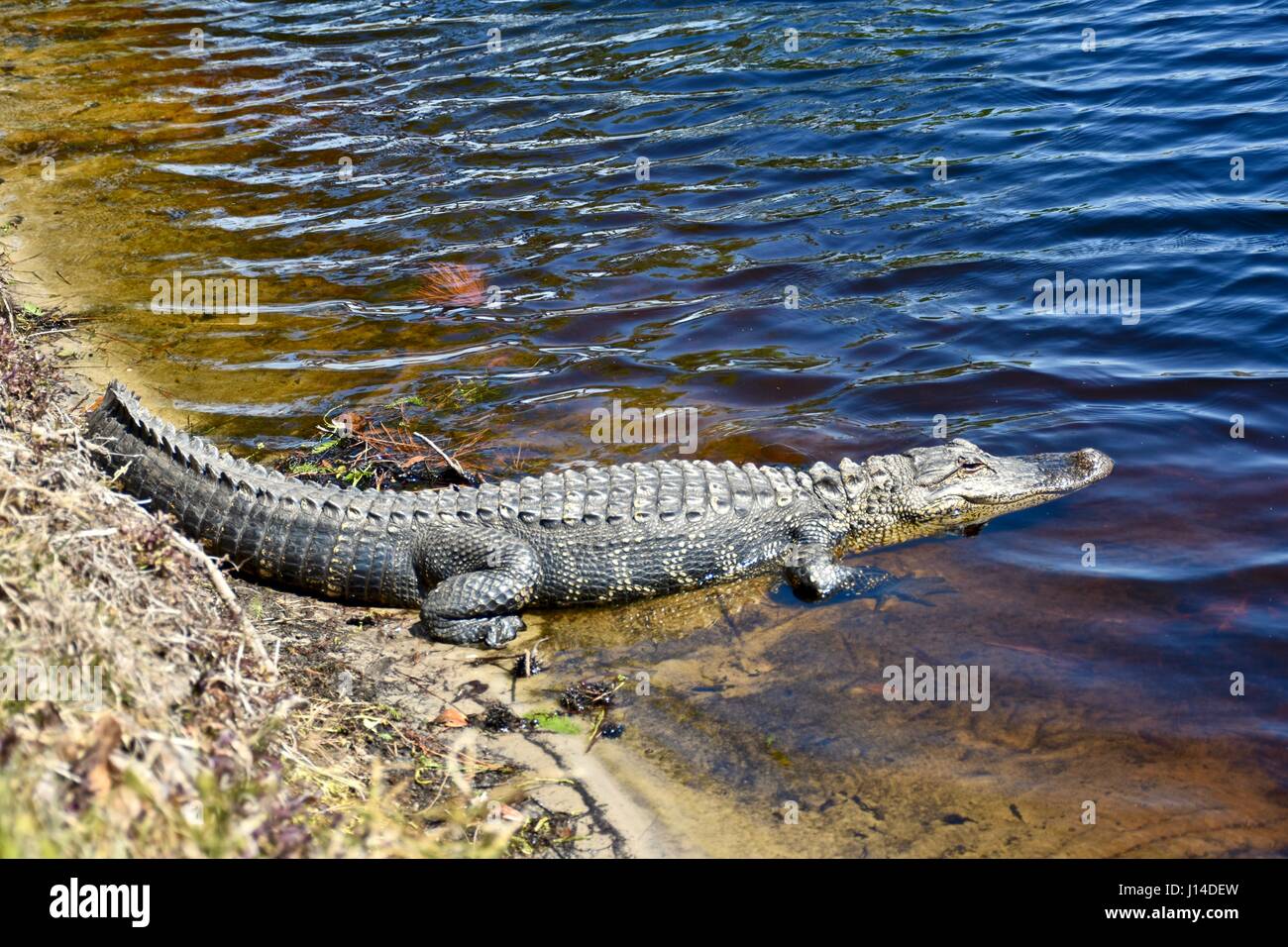 American alligator (Alligator) basking in the sun on the edge of a ...