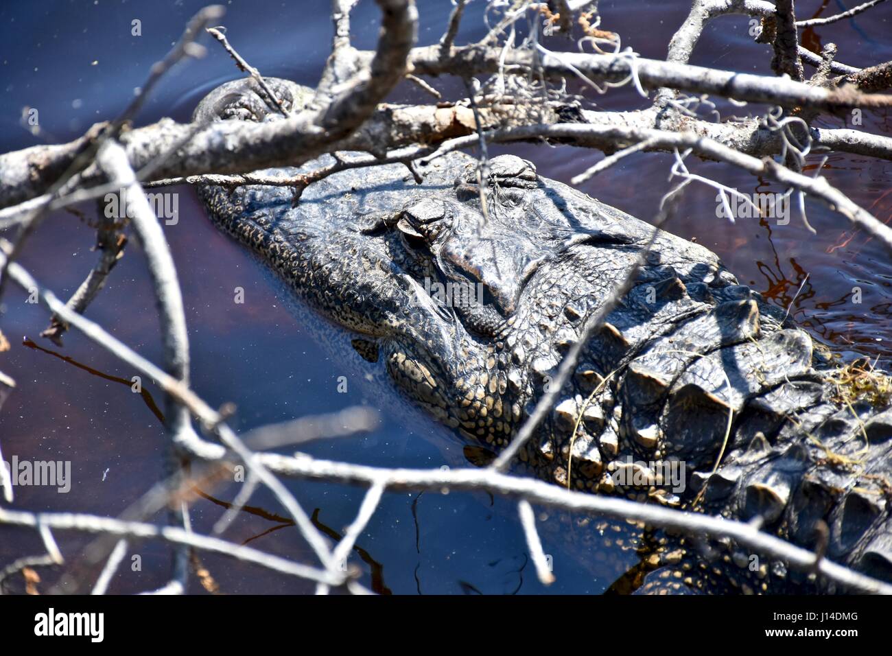 American alligator (Alligator) basking in the sun on the edge of a ...
