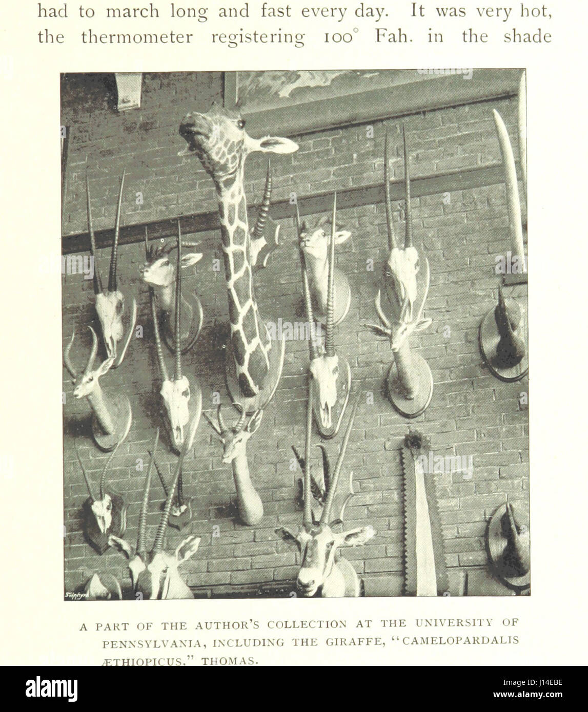 Through Unknown African Countries. The first expedition from Somaliland ...