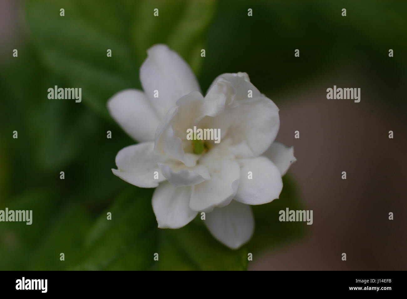 Pikake flower hi-res stock photography and images - Alamy