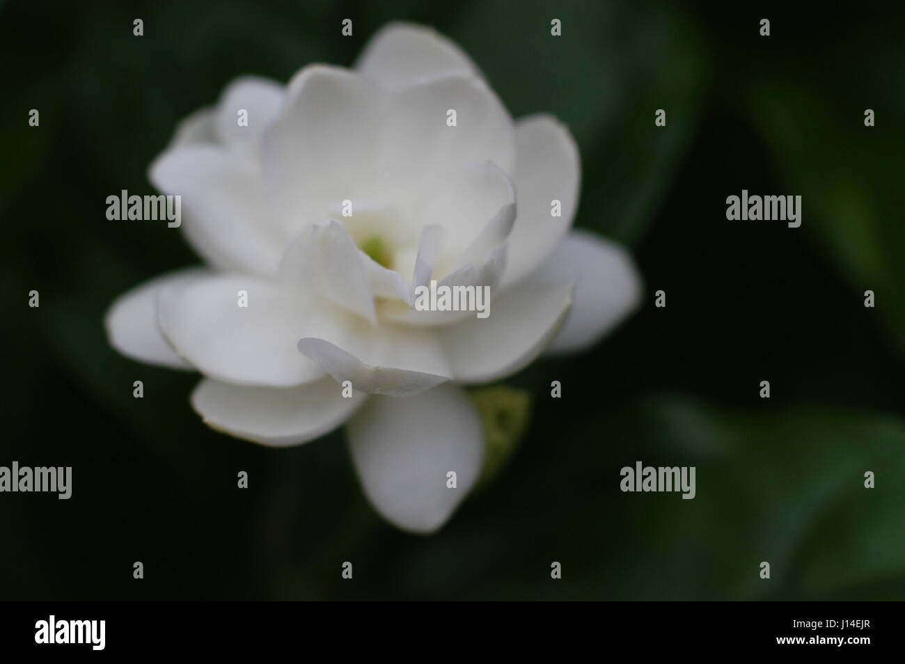 Pikake flower hi-res stock photography and images - Alamy