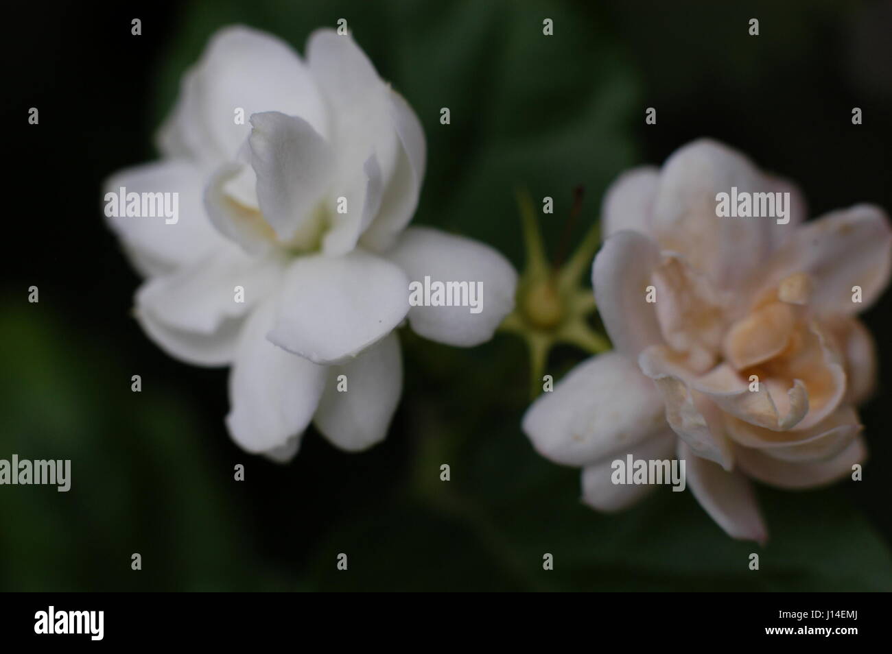 Pikake flower hi-res stock photography and images - Alamy