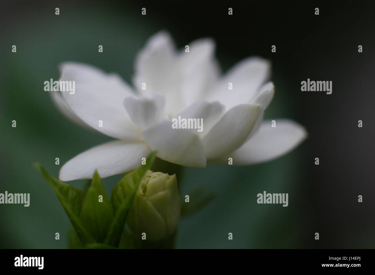 Jasmine flower on tree and leaf on nature background Stock Photo - Alamy
