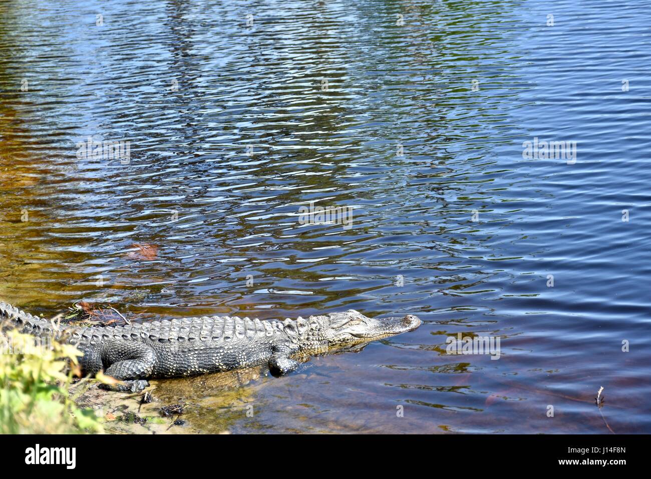 American alligator (Alligator) basking in the sun on the edge of a ...