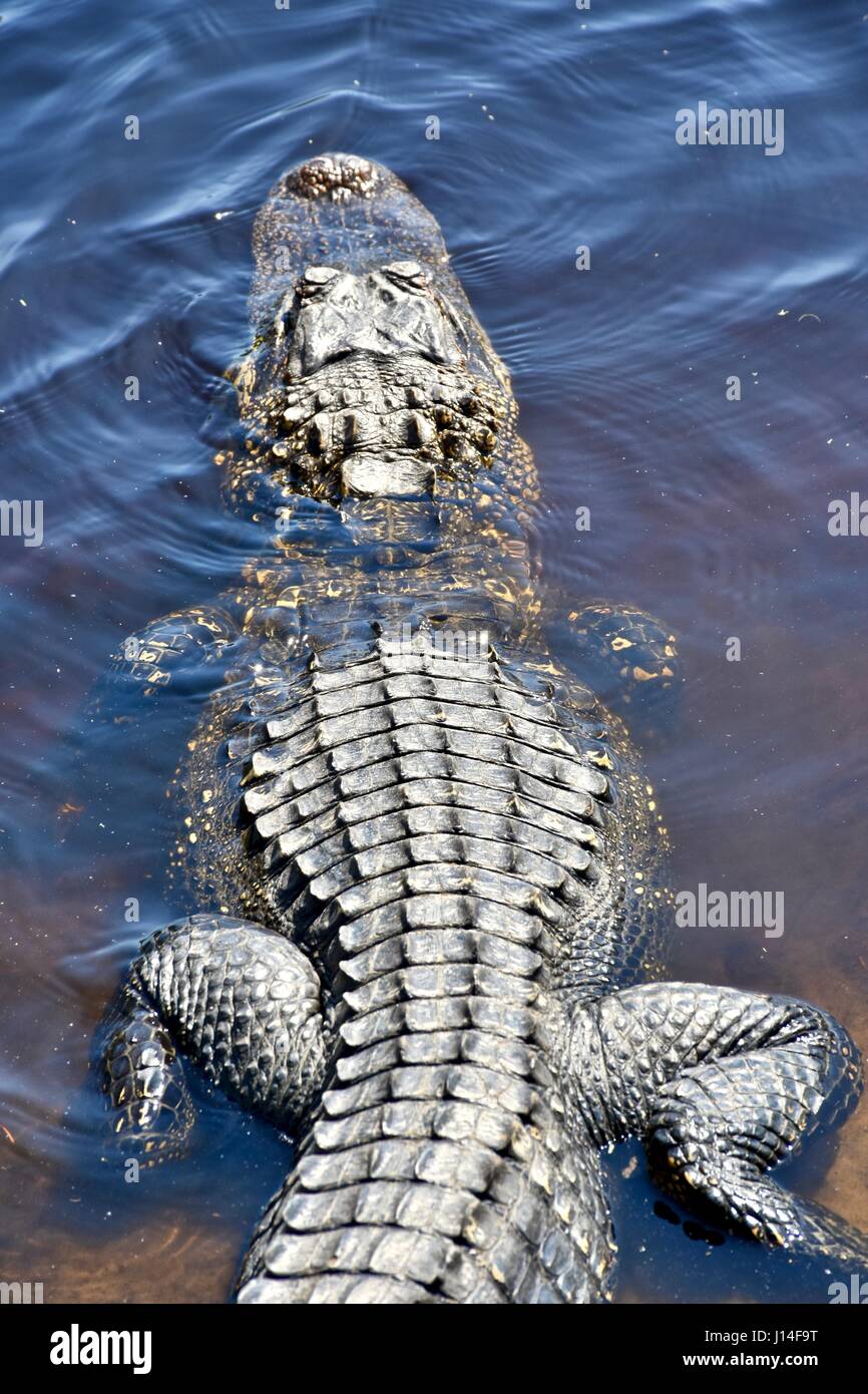 American alligator (Alligator) basking in the sun on the edge of a ...