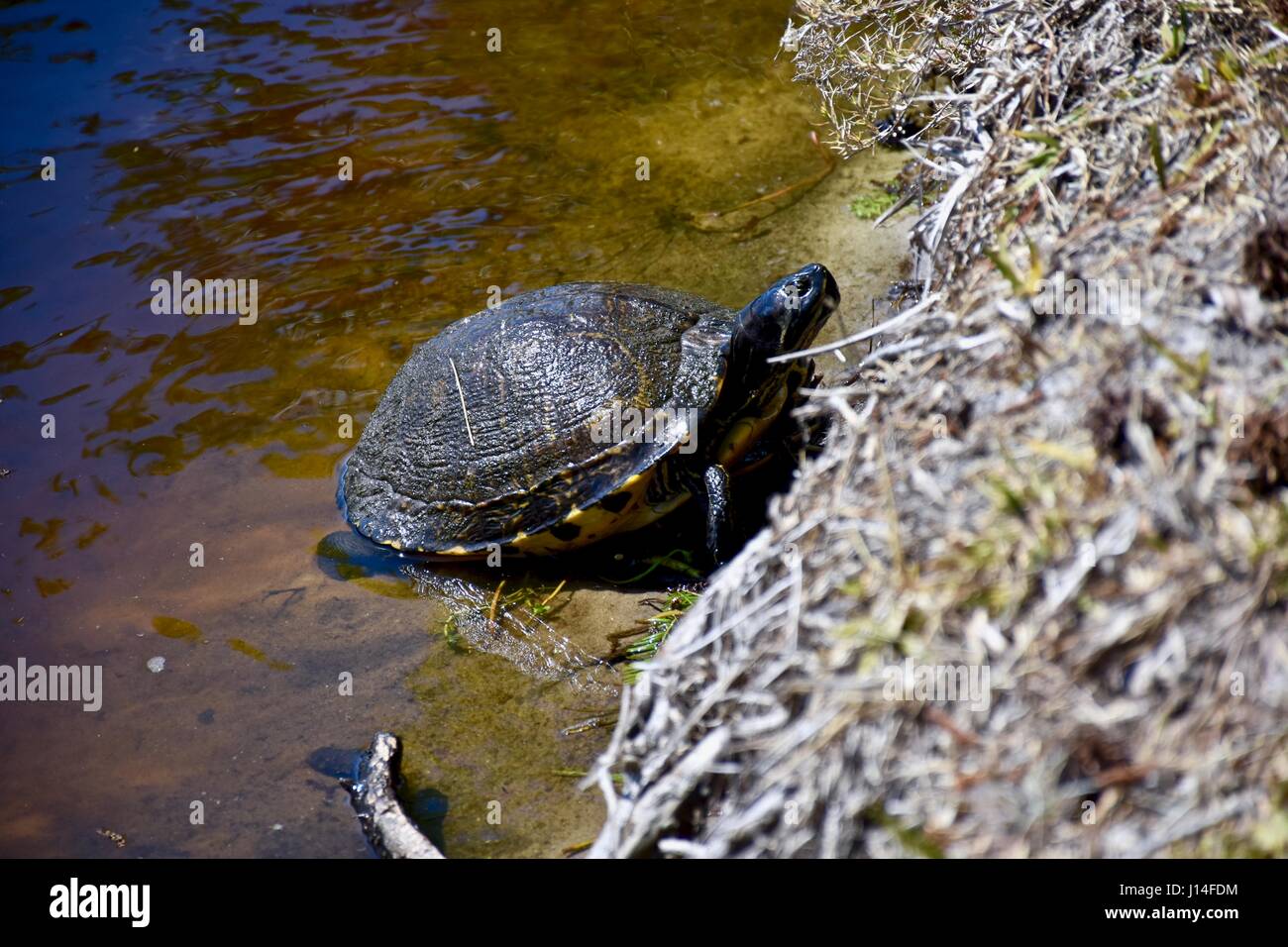 Turtle on the bank of a lake, USA Stock Photo - Alamy