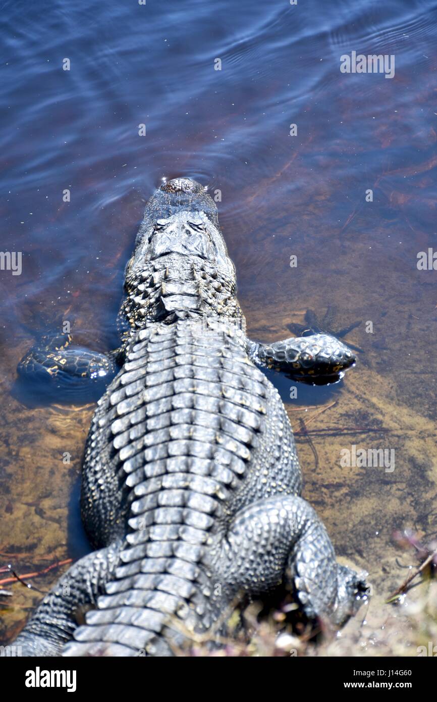 American alligator (Alligator) basking in the sun on the edge of a ...