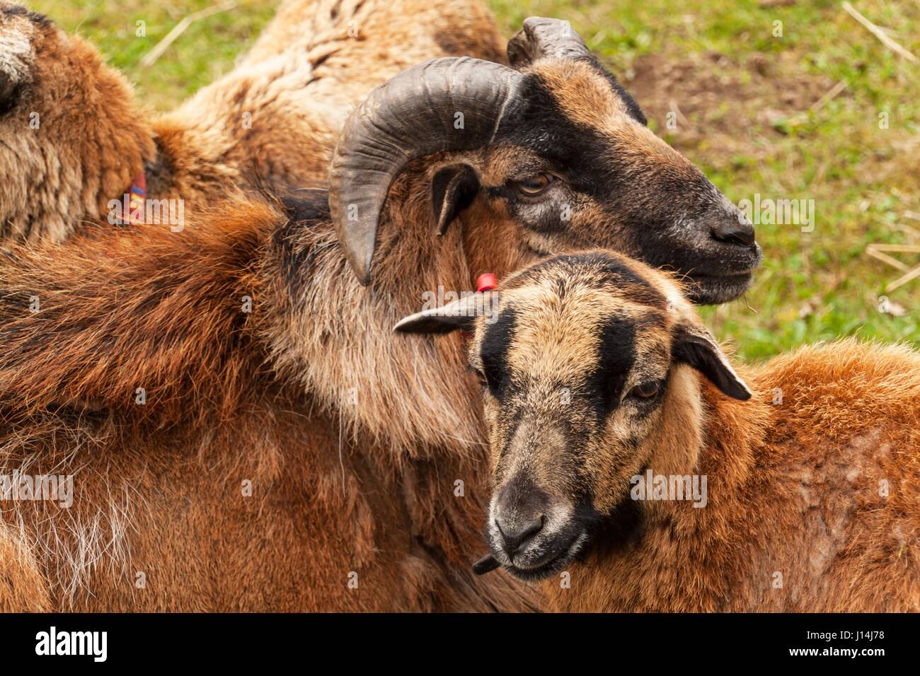 Cameroon ram hi-res stock photography and images - Alamy