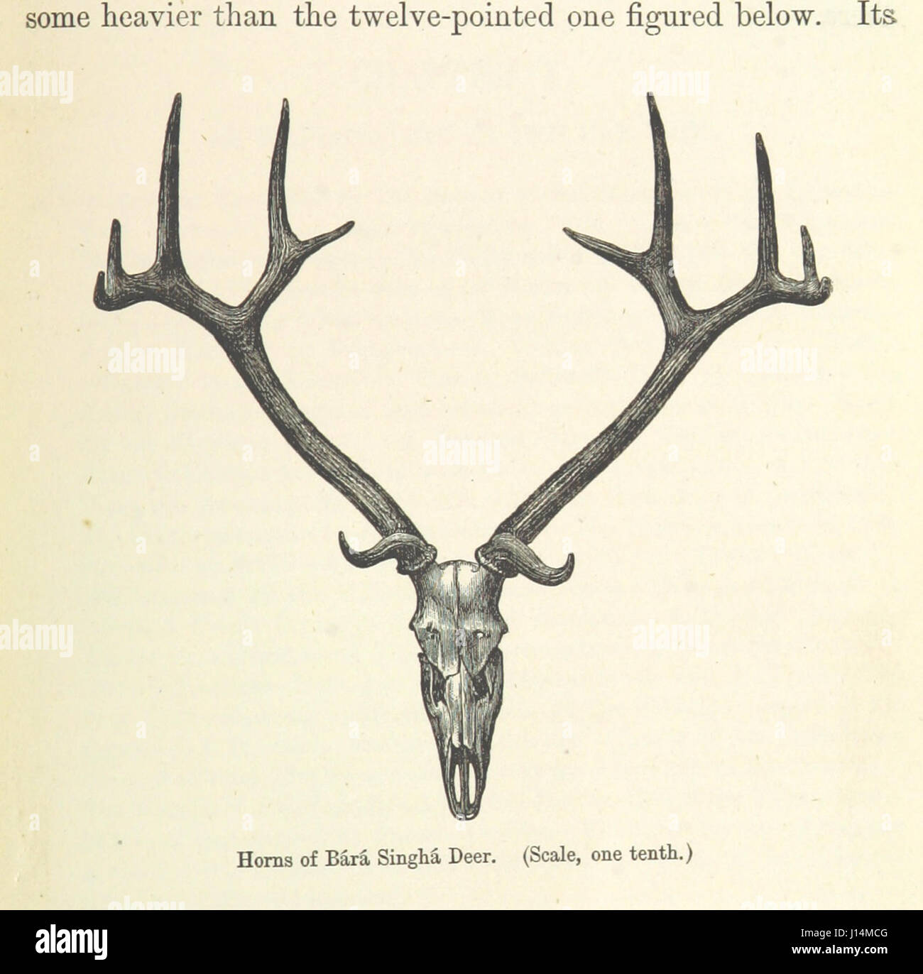 The Highlands of Central India: notes on their forests and wild tribes ...