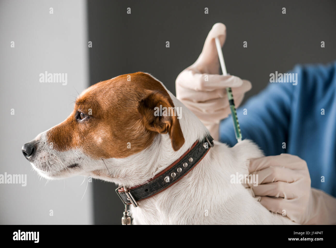 dog injecting by vet doctor Stock Photo - Alamy