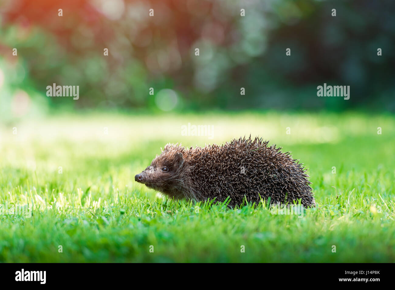 young hedgehog on green lawn Stock Photo - Alamy