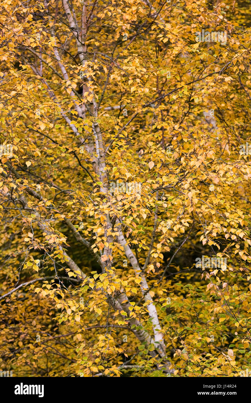 Betula ermanii leaves in Autumn Stock Photo - Alamy