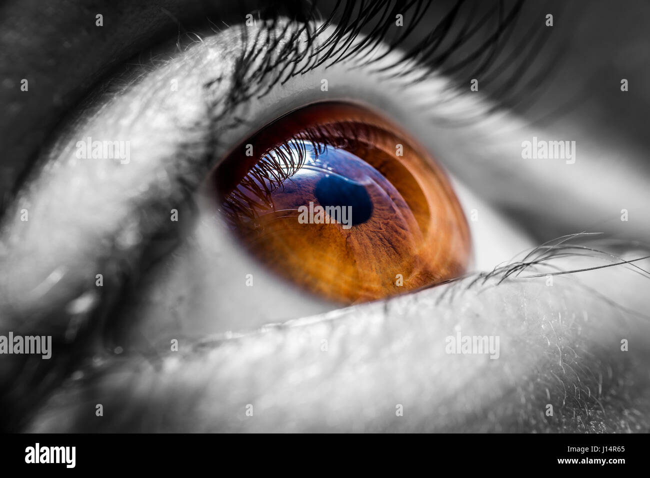 Beautiful brown human eye very close up macro photography Stock Photo ...
