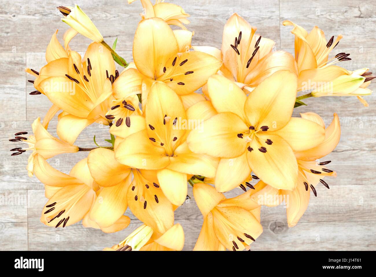 A studio photo of flower orange liliums Stock Photo - Alamy