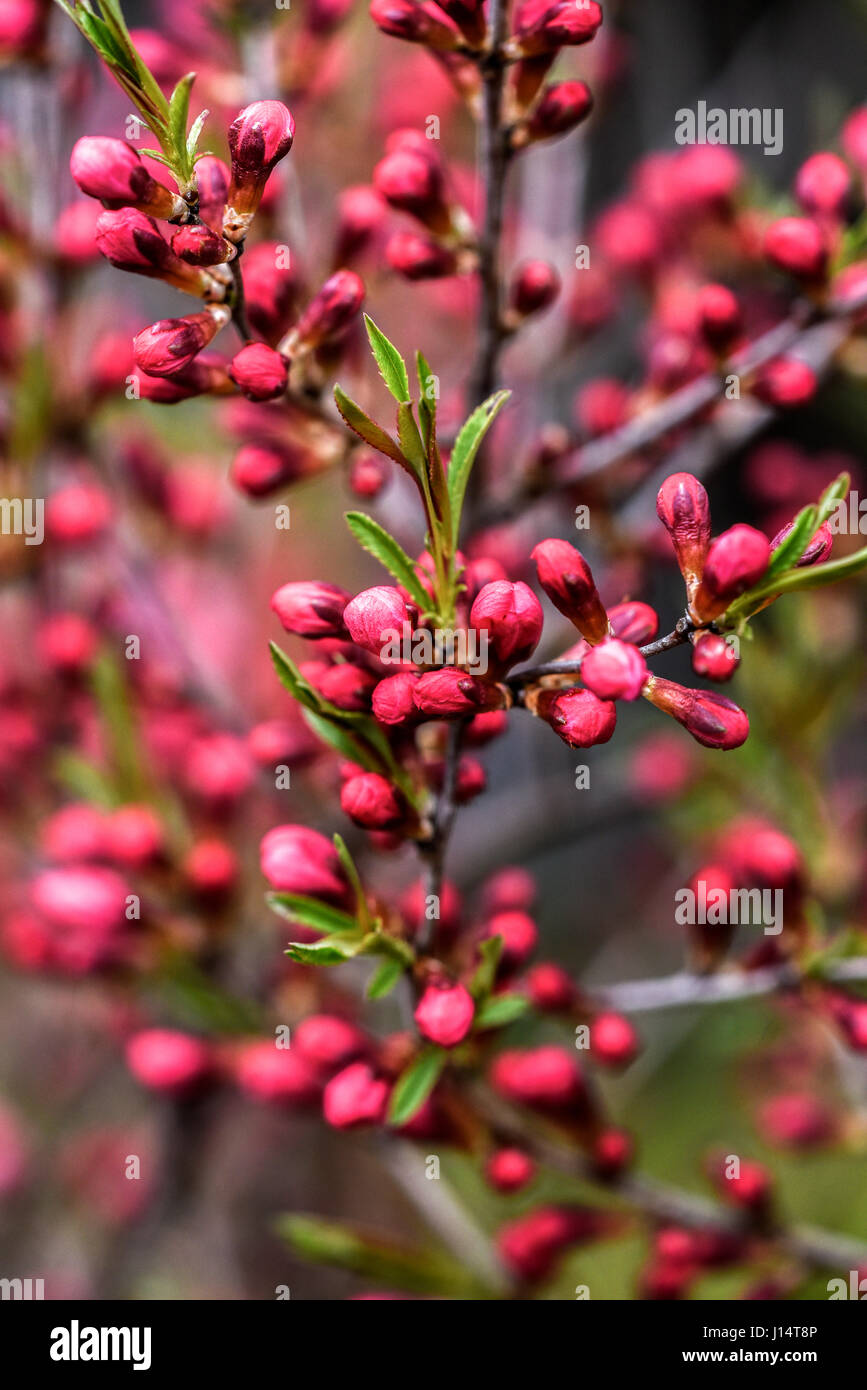 Almond dwarf hi-res stock photography and images - Alamy