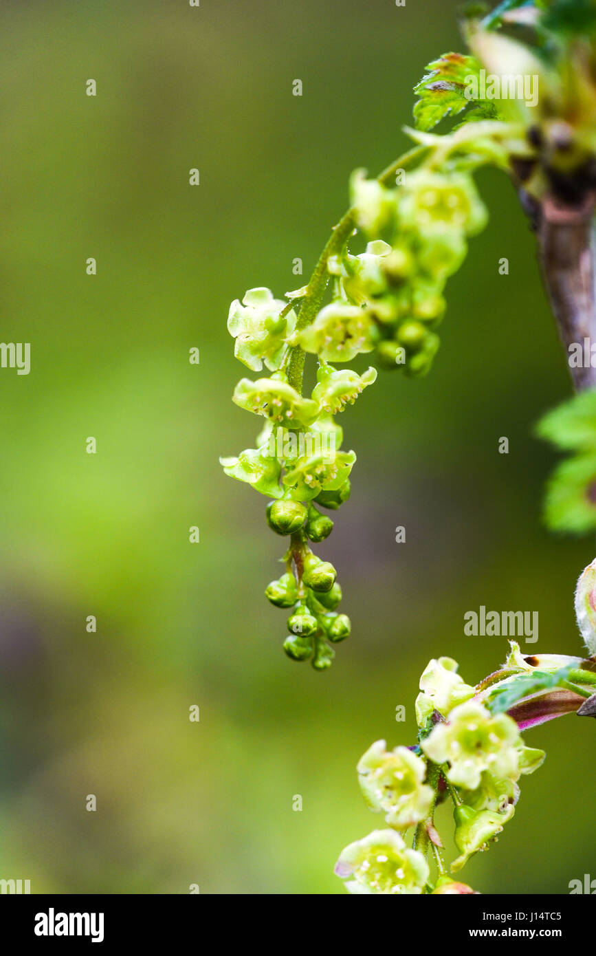 Blooming current plant in garden, spring time Stock Photo - Alamy