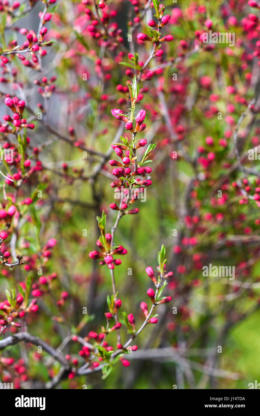 Almond dwarf garden hi-res stock photography and images - Alamy