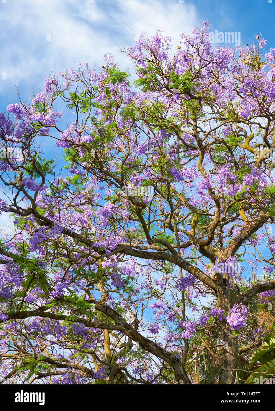 Jacaranda tree petals hi-res stock photography and images - Alamy