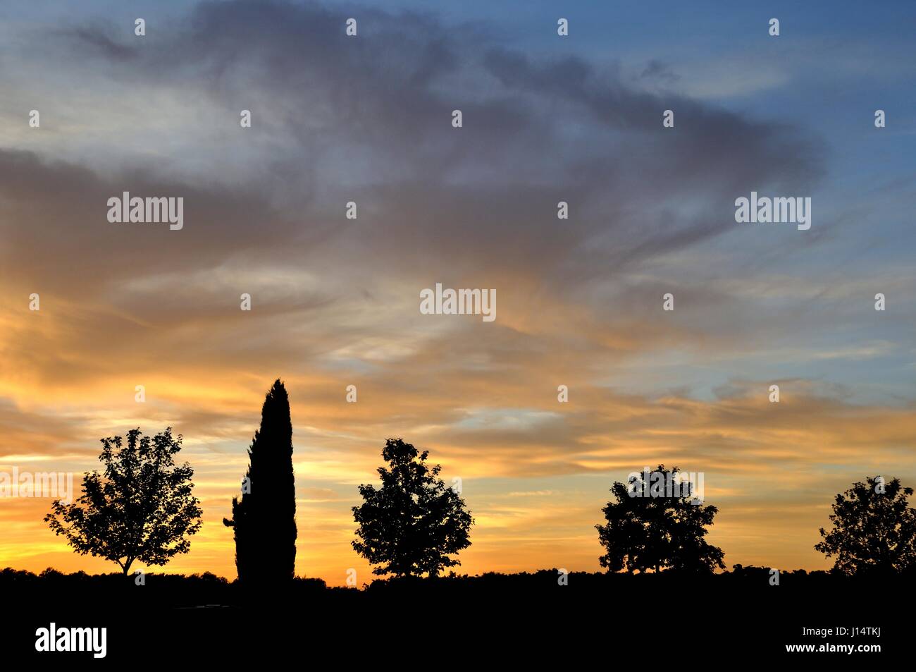 trees in sunset Stock Photo - Alamy