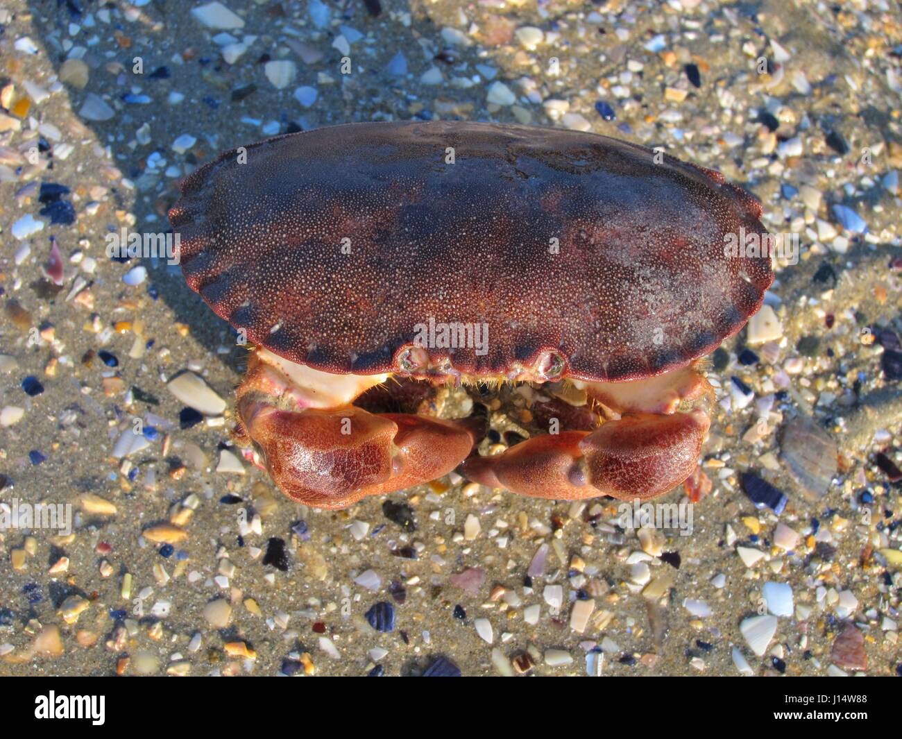 Crab on the beach Stock Photo - Alamy